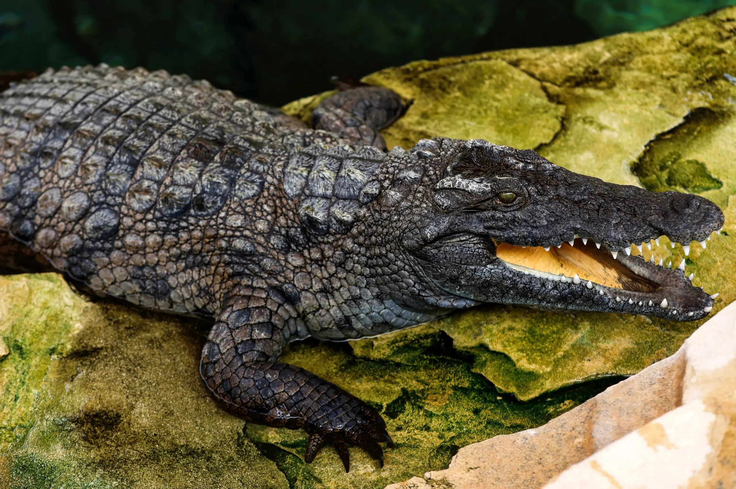 LA GHIGLIOTTINA - San Giorgio e il drago, San Giovanni e il coccodrillo ...