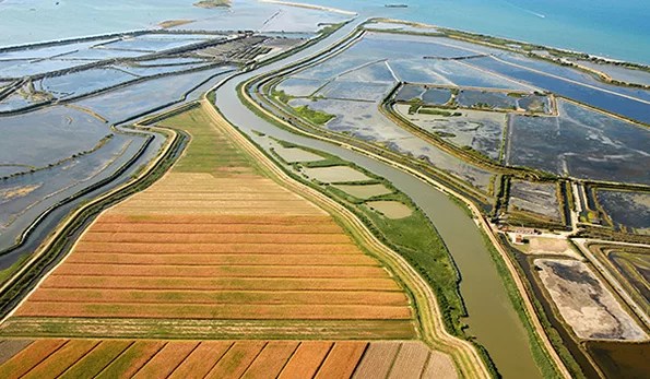 Le risaie si riprendono il Delta del Po - L'Identità